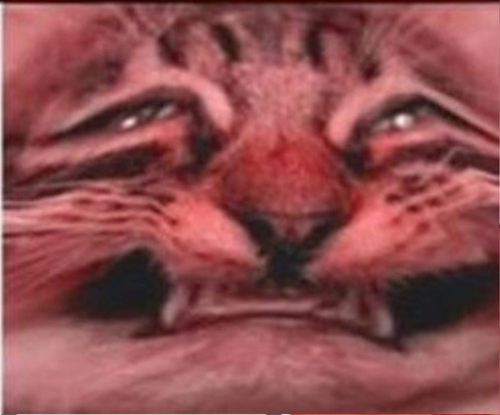 whispering yummy winningest