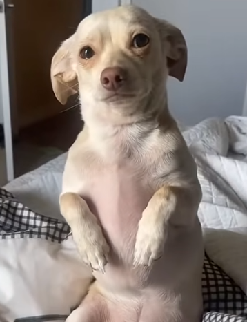 Lamb cheese. The very stinky kind. - #267415367 added by laeski at ...