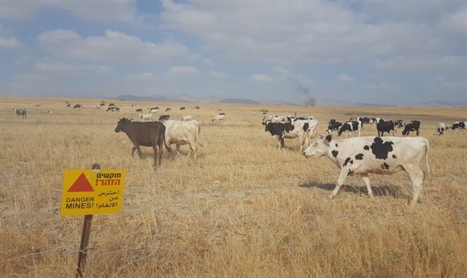 Naruto's milk expires today