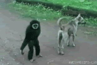 Troll Monkey.