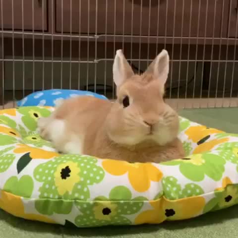 meet mugi