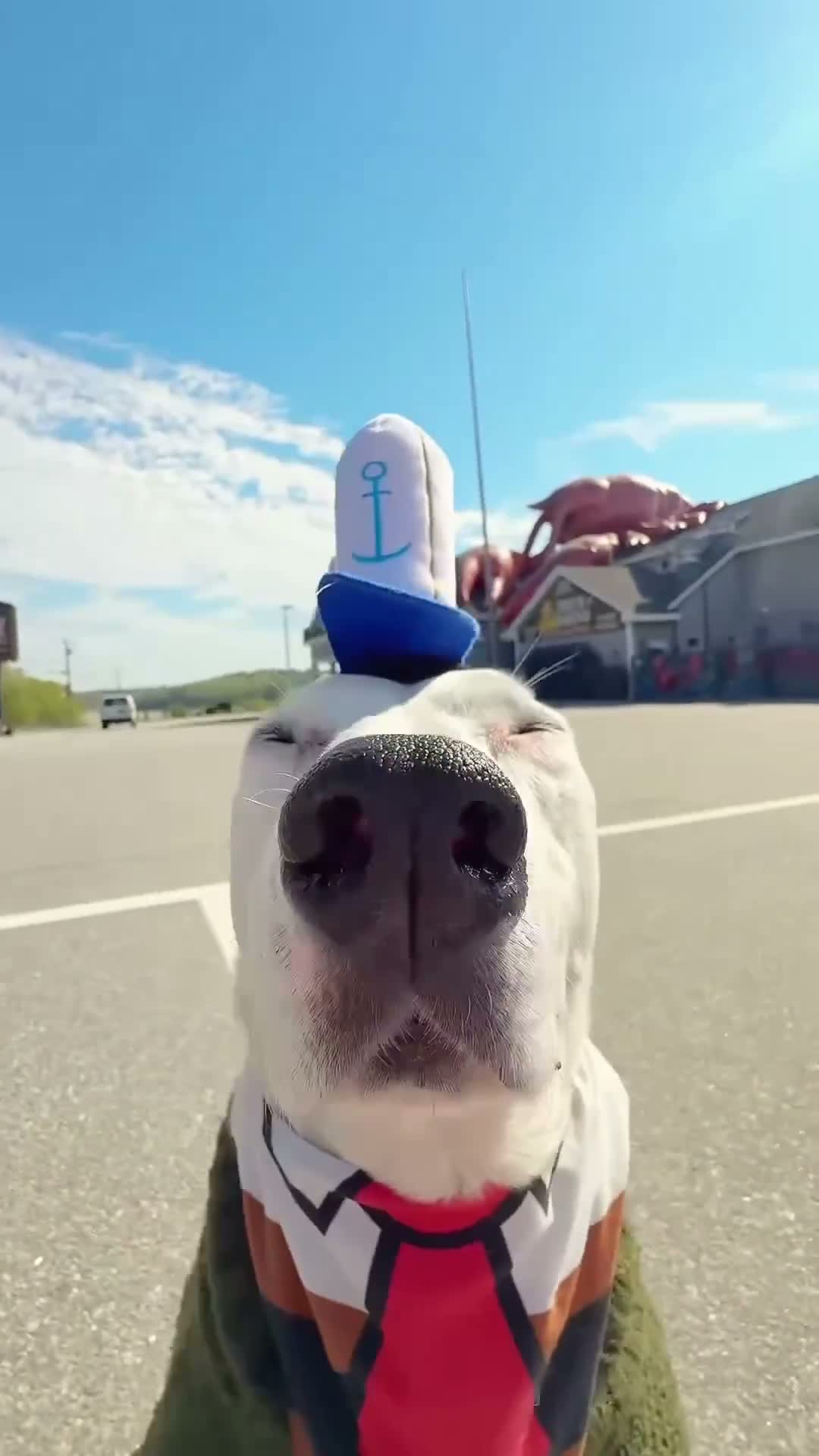 Drunken Sponge Dog