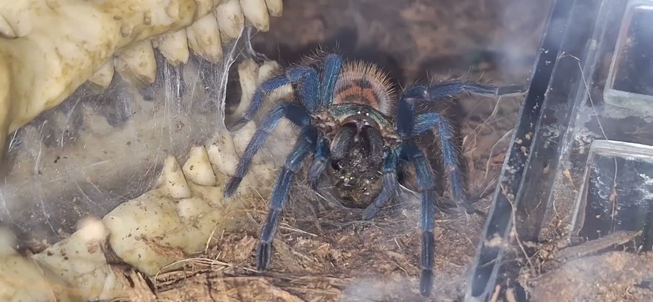 Cool spider lair