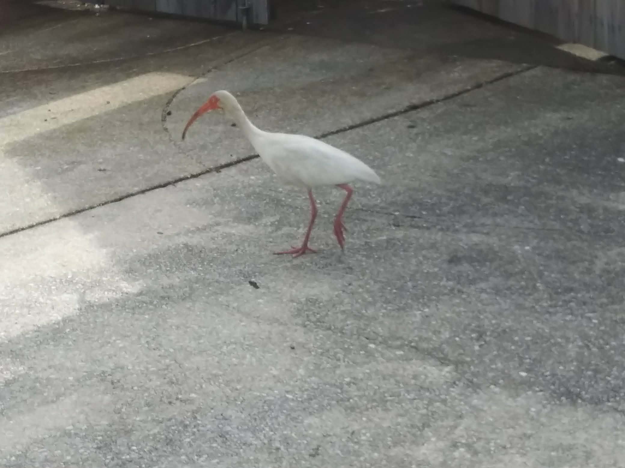 What bird is this