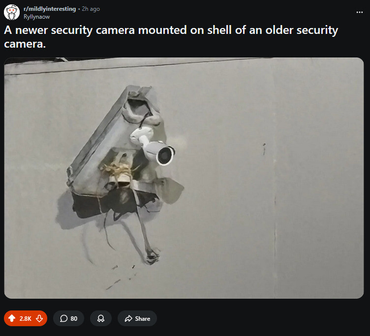 avocado cardinal tubby