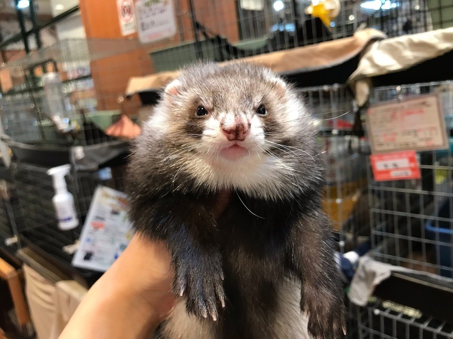 big fluffy girl, rescued from a fur farm