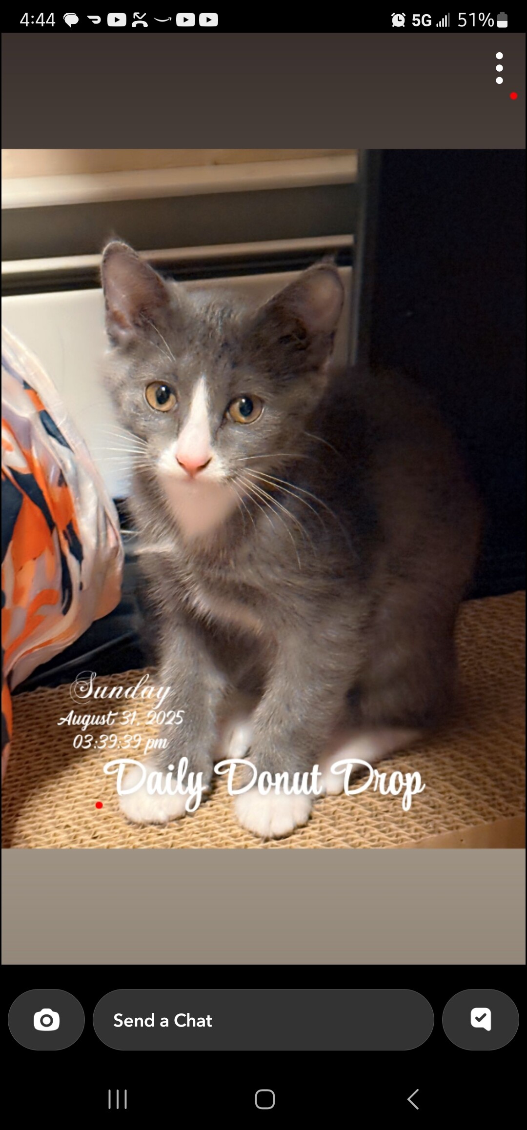 sharing photos of my cat because they precious